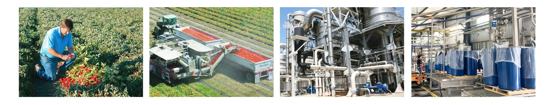 Yantai Samuel Imp&Exp Co.,ltd - Snack food, Condiments