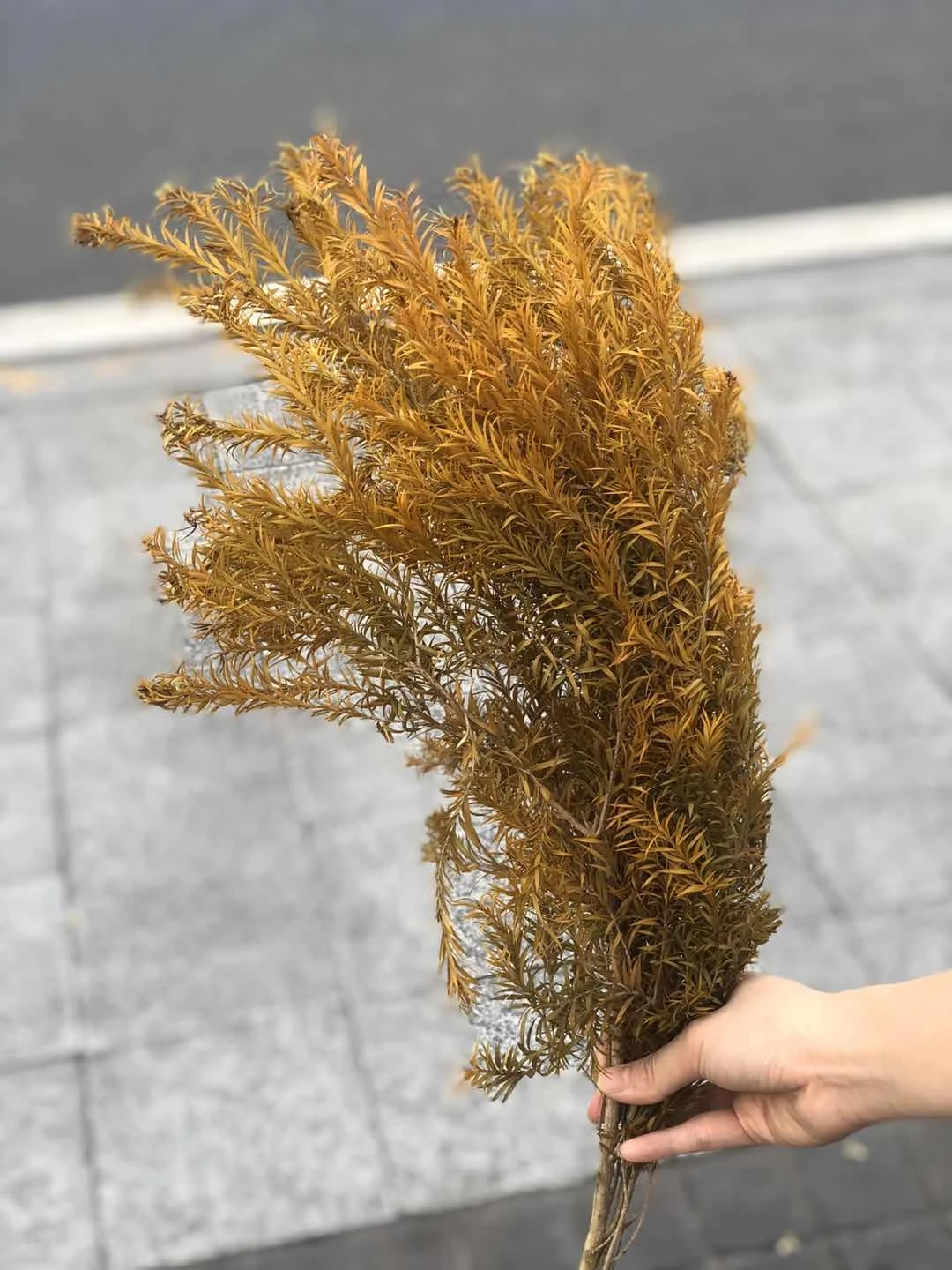 2020 Most Popular Dried Preserved Foliage Flower Melaleuca Bracteata ...