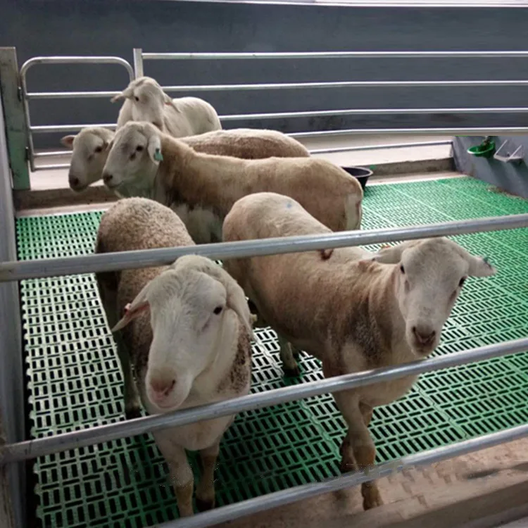 Plastic Slatted Flooring for Sheep and Pig Dung Management