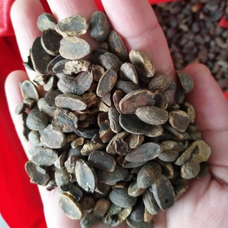 Oak Acorn Kernels For Food Starch - Buy Edible Kernels,Acorn Kernels ...