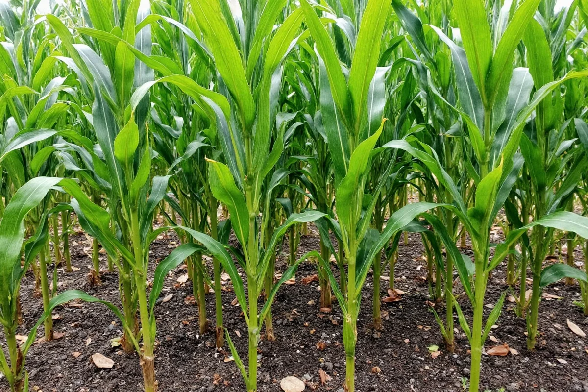 How to Care for a Corn Plant: Expert Tips
