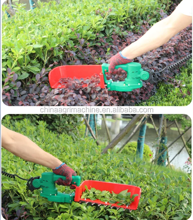 Tanzania Tea Plucking Machine Tea Cutting Harvesting Machine - Buy Tea ...