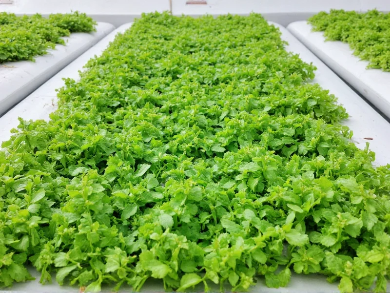 Hydroponic Systems: Benefits, Types & Setup Guide
