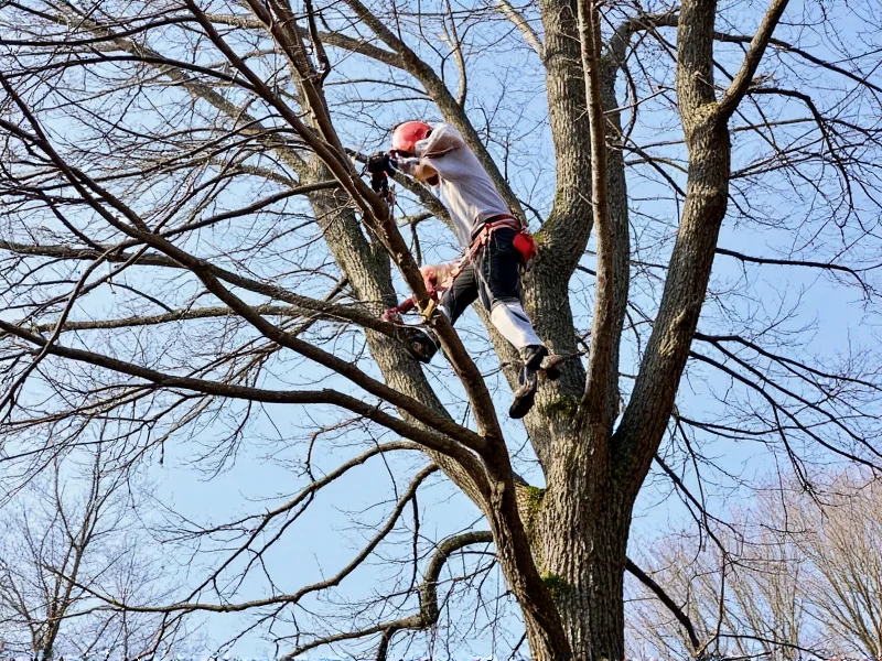 How to Prune Tree Branches: Professional Techniques & Timing