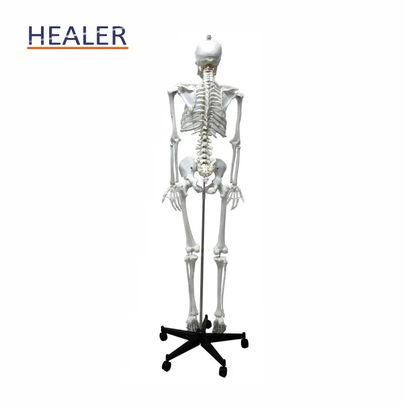 170cm/180cm Human Plastic Skeleton Anatomical Model,Advanced Detachable ...