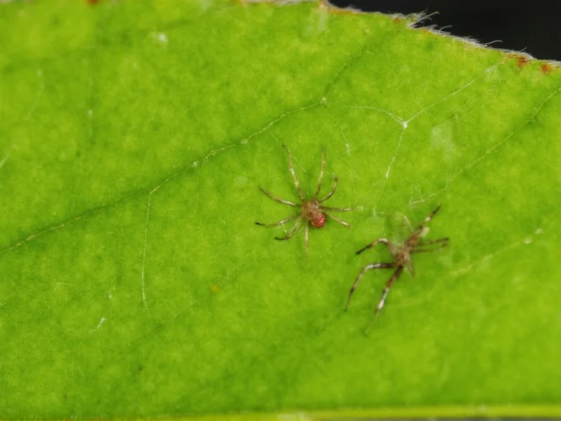 Spider Mites Pictures: Visual ID Guide & Damage Examples