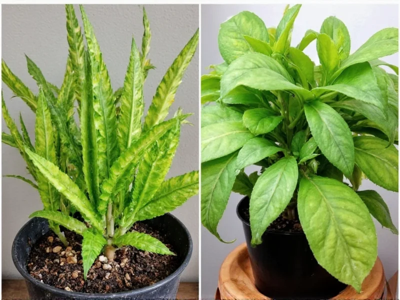 Overwatered vs Underwatered Plants: Spot the Difference