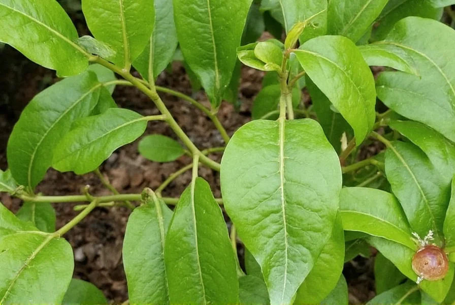 Sprouted Ginger: Safe to Eat? Growing Tips & Storage Guide