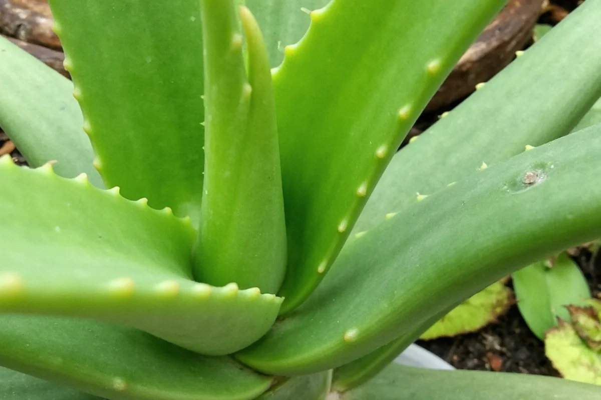 How to Grow Aloe Vera from a Leaf: What Works