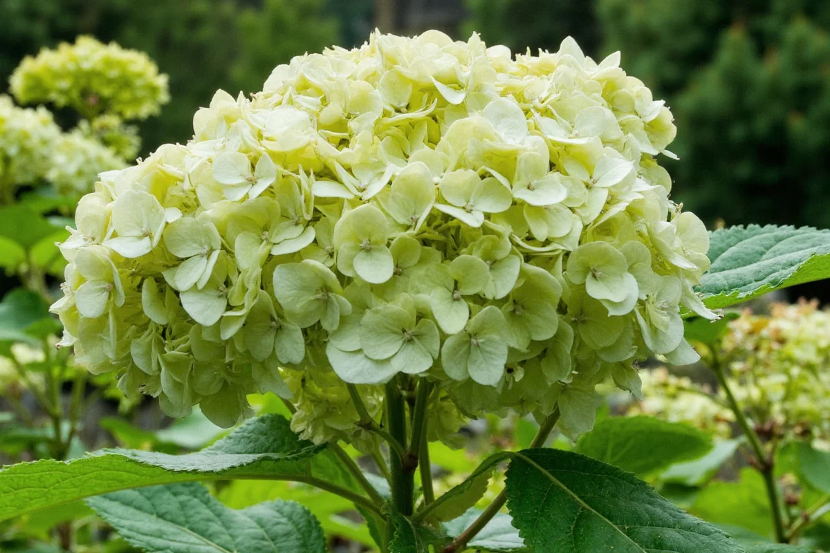 How to Care for Hydrangea Plants: Expert Guide