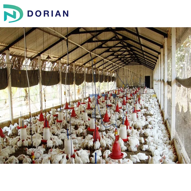 Professional Metal Structure Open Chicken House - Buy Open Chicken ...