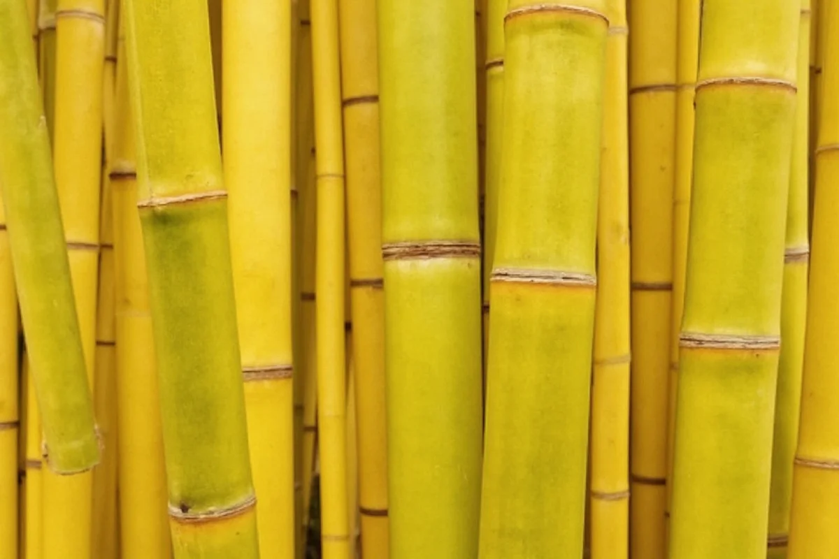 Why Does Bamboo Turn Yellow? Causes & Fixes