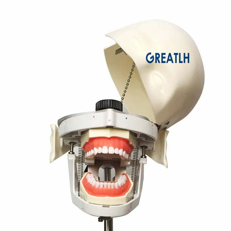 Dental Teeth Manikins Phantom Head Models For Dental Teaching Practice ...