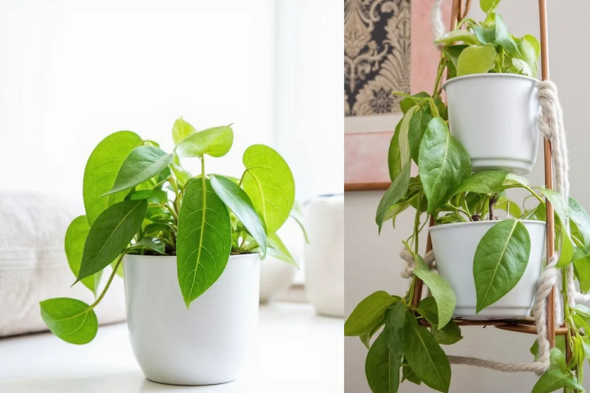 How to Grow Pothos Plant: Easy Care Tips for Beginners