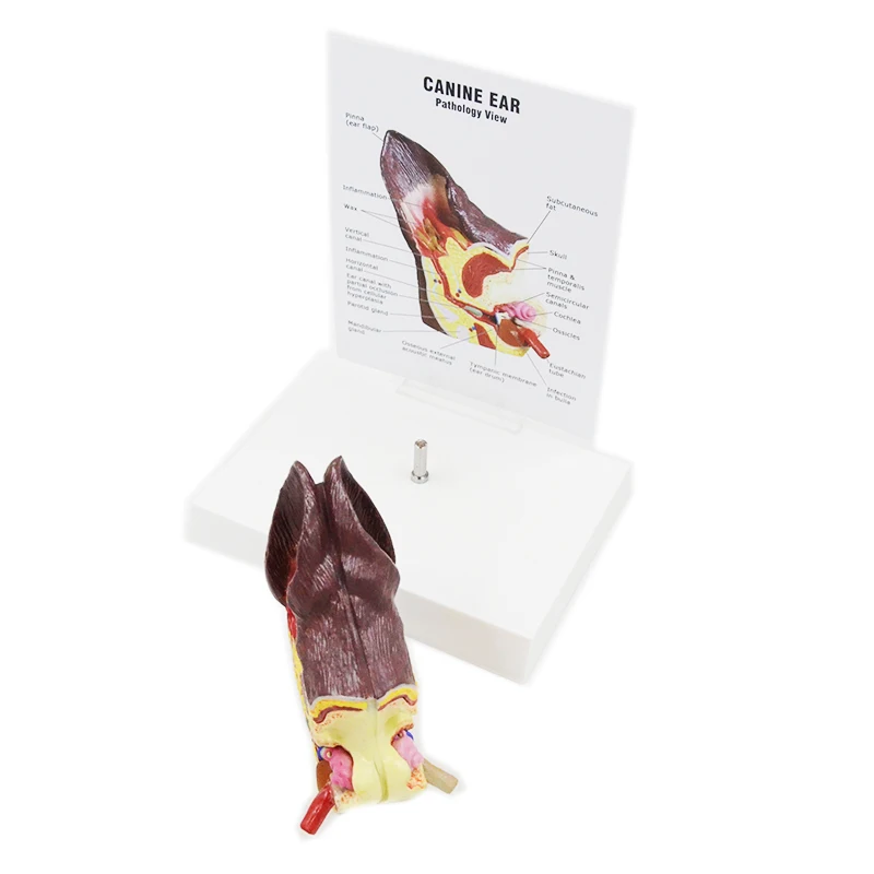 Gelsonlab Hsbm-493 Canine Ear Model Dog Ear Animal Anatomy Model For ...
