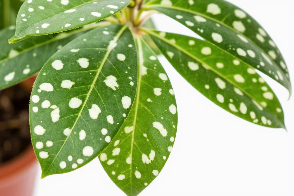 How to Care for Polka Dot Plant: Complete Guide