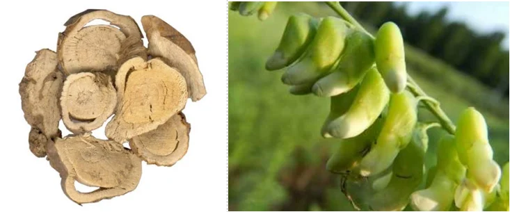 Sophora Angustifolia Flavescens Root Extract Althaea Officinalis L ...