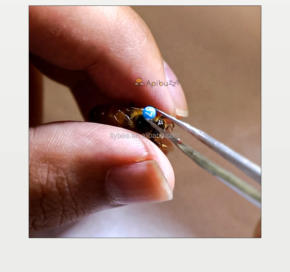 Queen Bee Marking Labels - Essential Beekeeping Tools