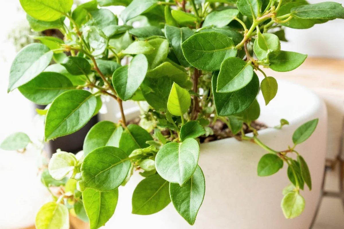 Are Pothos Plants Poisonous to Dogs? Vet-Verified Facts