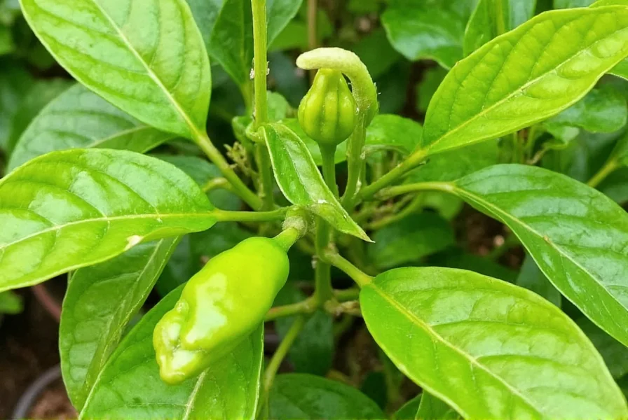 Piment thaï vert : utilisation, comparaison et astuces professionnelles