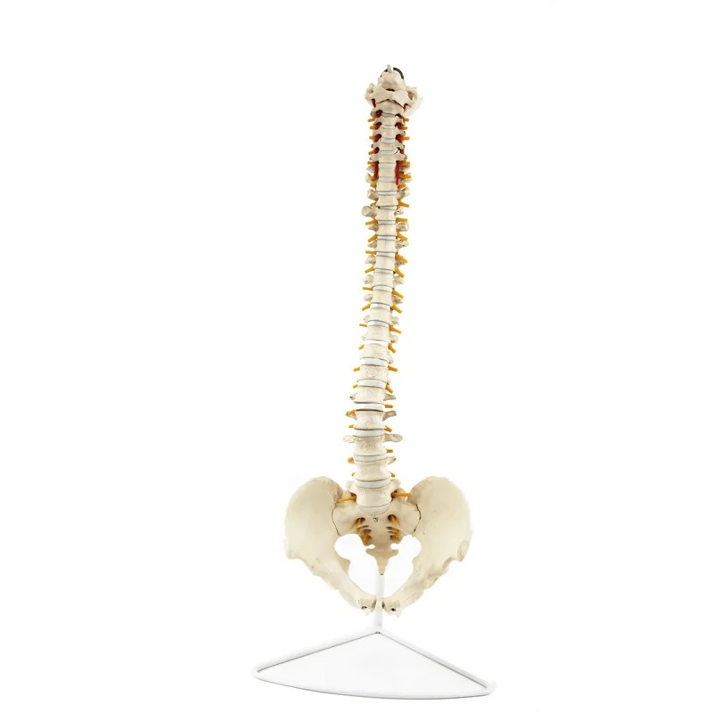 Female Pelvis Anatomical Model Human Vertebral Column And Pelvis Model ...
