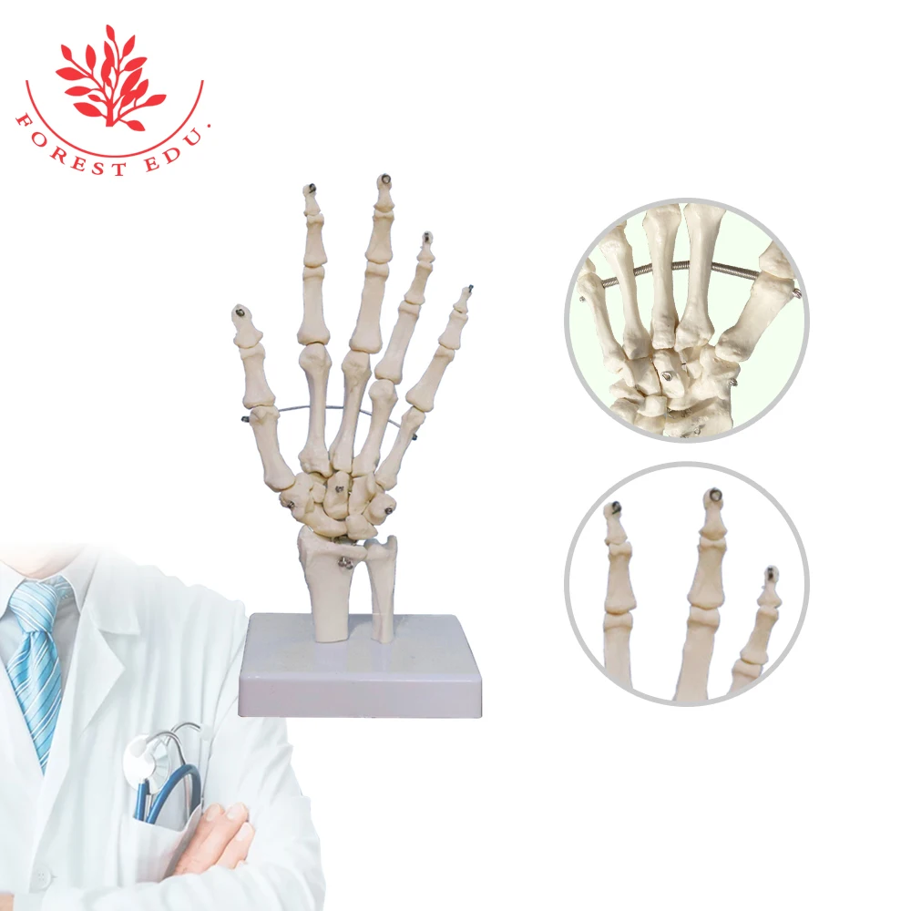 교육 도구 해부학 플라스틱 손 & 손목 뼈 손 모델 - Buy 해부학 손 모델,플라스틱 손 모델,손 모델 Product on ...