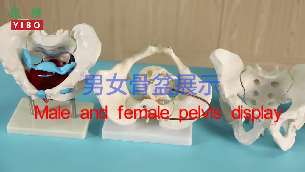 Bix-a1035 High Quality Medical Anatomical Male Pelvic Anatomic Model ...