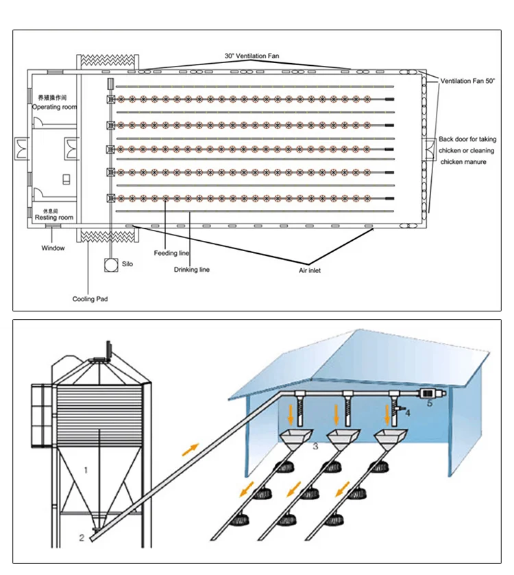 Broiler Automatic Feeding Line And Automatic Water Line Automatic ...