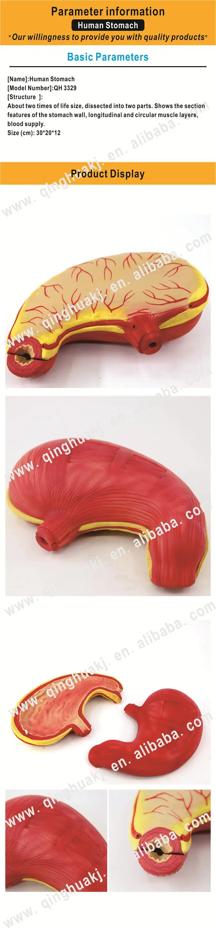 Pvc Anatomical Human Stomach Model For Teaching Model - Buy Anatomy ...