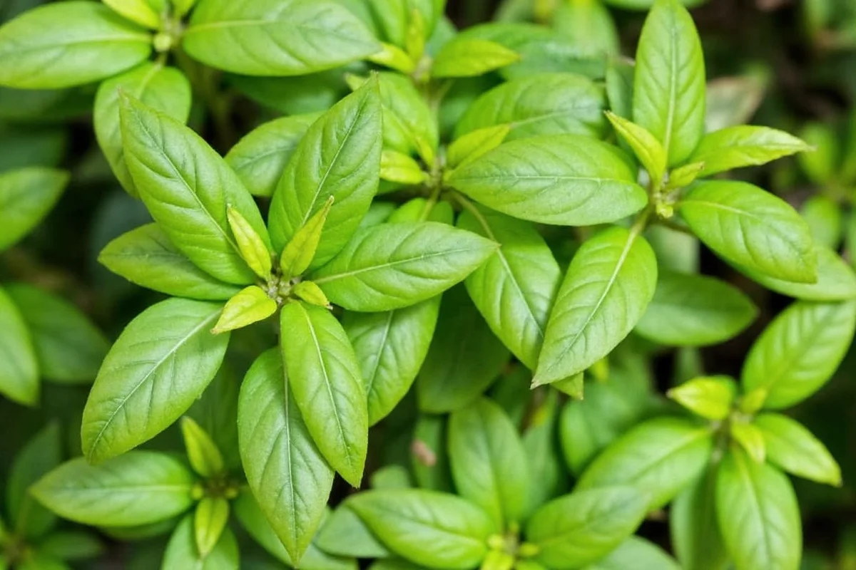 How Much Sun Do Basil Plants Need?