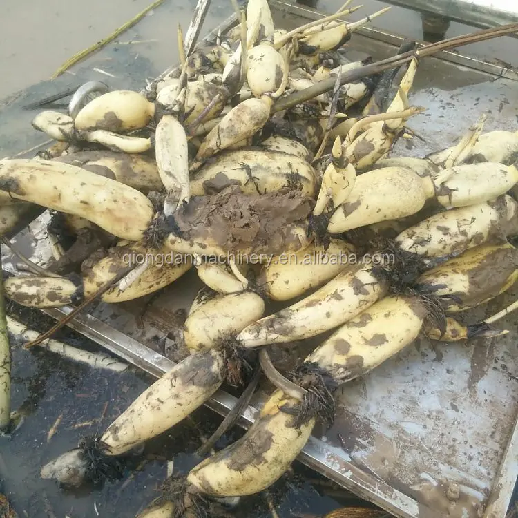 Efficient Lotus Root Harvesting with QD Harvester Machine