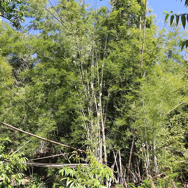 Authentic 2020 Fresh Harvest Tropical Plant Bambusa Polymorpha Bamboo ...