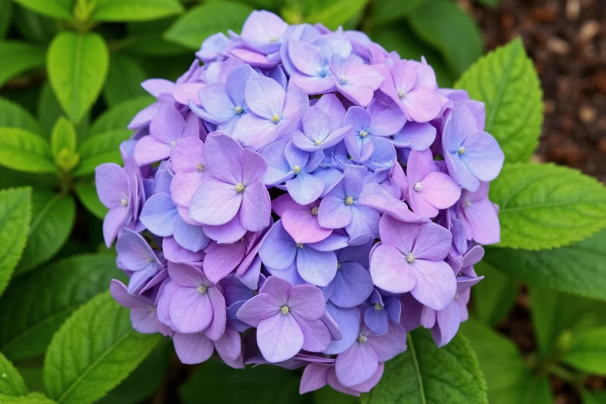 How to Bring a Hydrangea Back to Life: Expert Tips