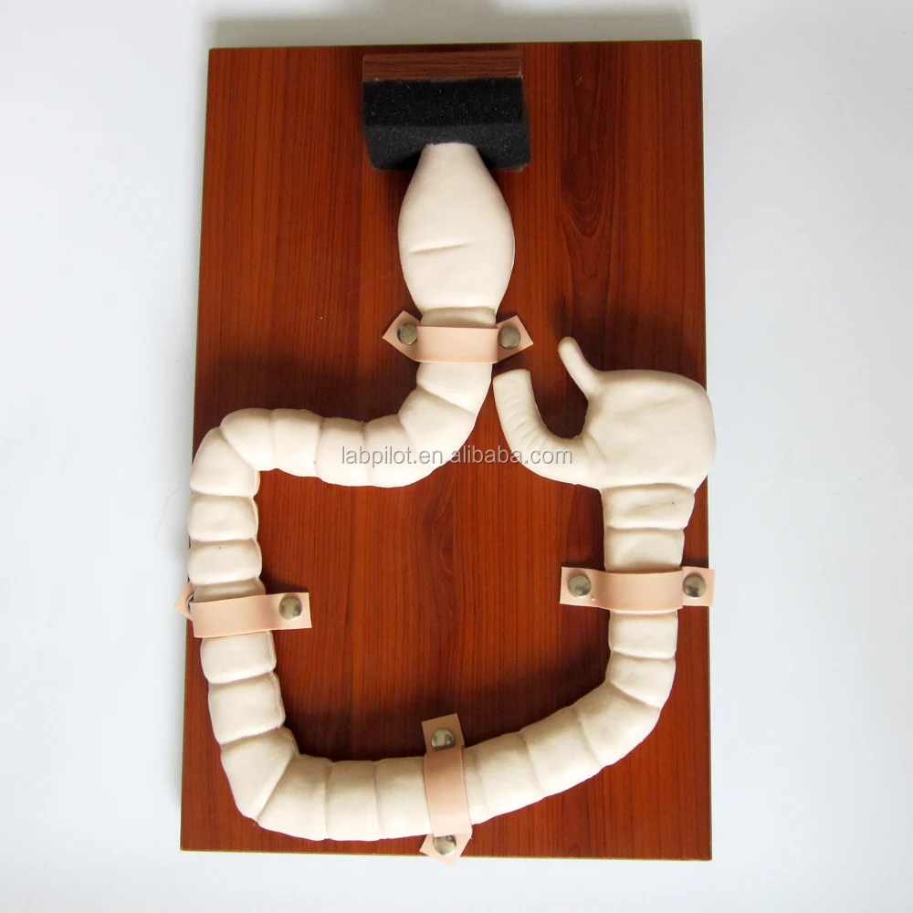 Human Sigmoidoscope Training Simulator - Intestine Model