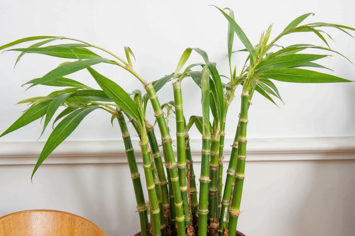 How to Take Care of Bamboo Plants: Complete Guide