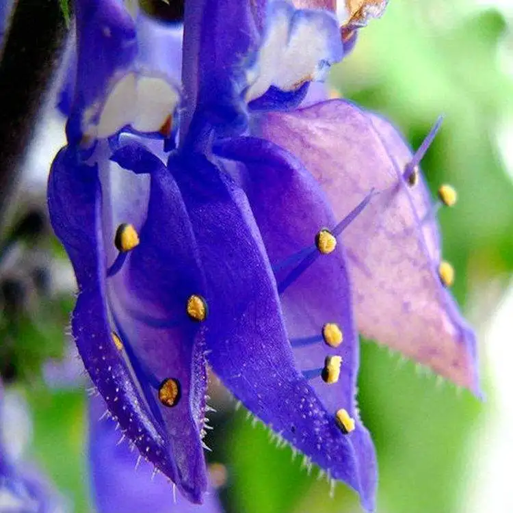 Botanical Supply Pure Coleus Forskohlii Root Extract 10% 20% 40% 98% ...