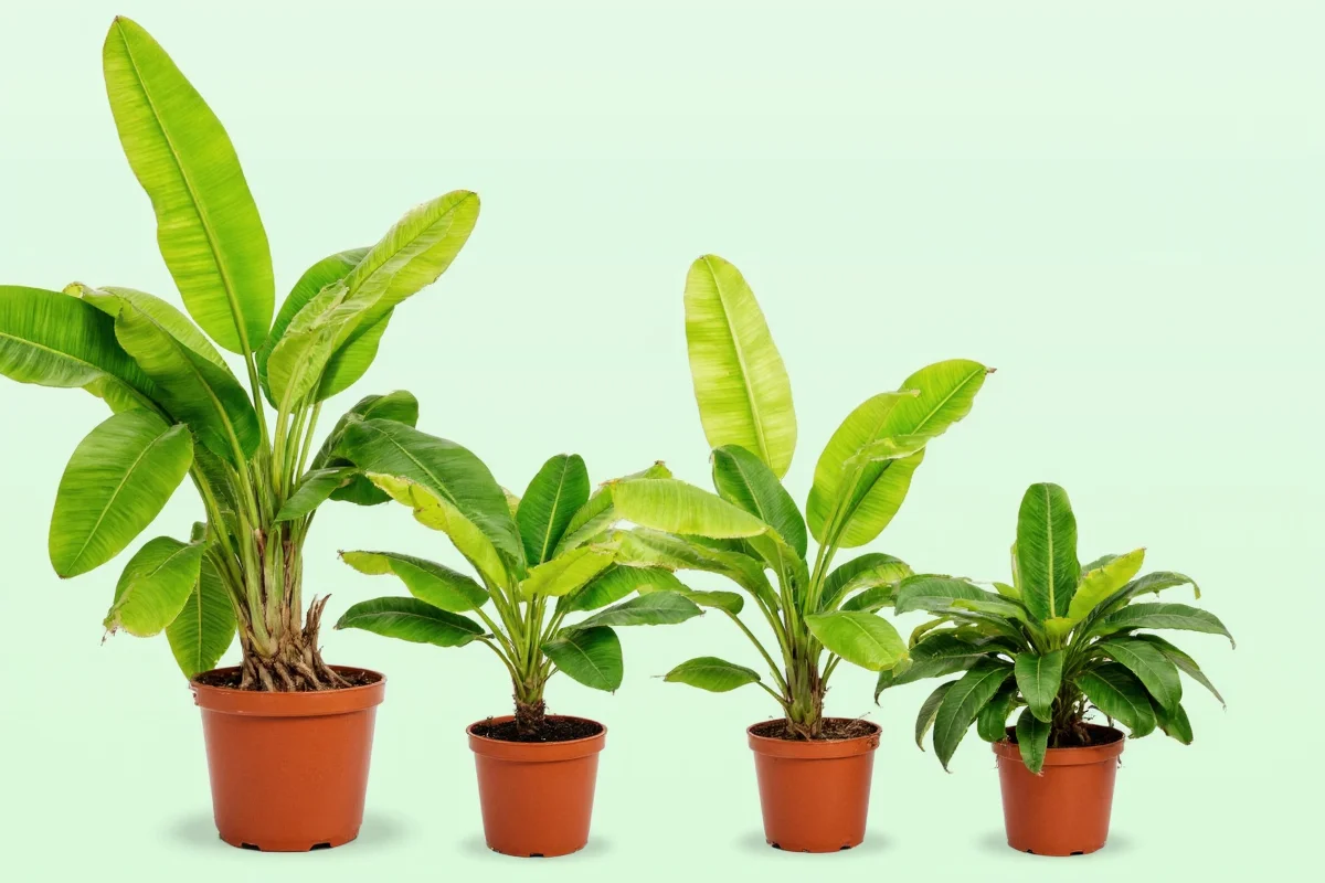 How to Care for Banana Plants: Complete Guide