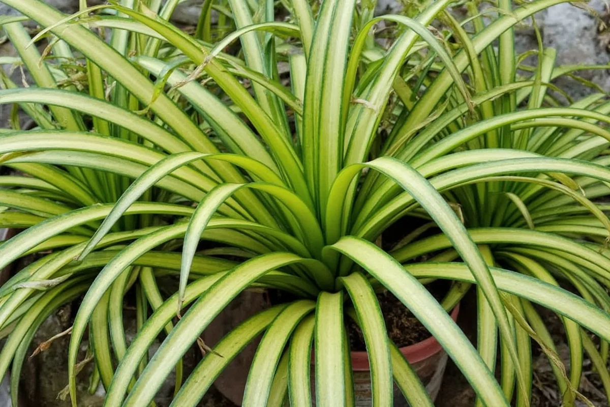 Can Spider Plants Live Outdoors? Climate Guide & Care Tips