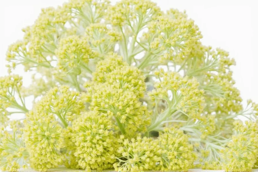 Fennel Cooking Guide: Bulb, Seeds & Fronds Explained