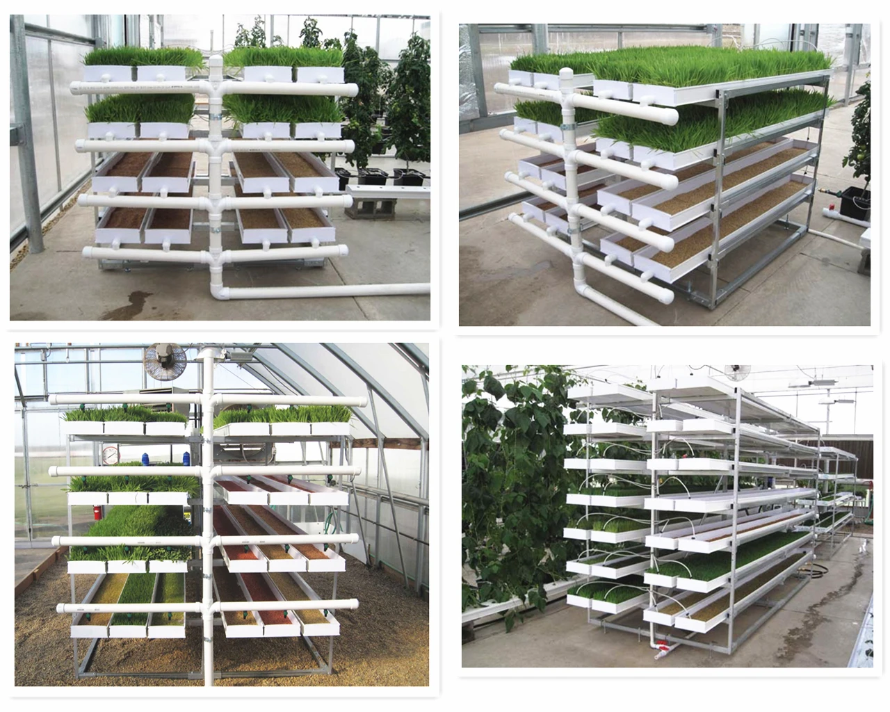 Hydroponic Fodder Container - Efficient Feed Grow System