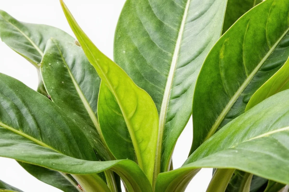 Do Snake Plants Grow Fast? Growth Rate Explained