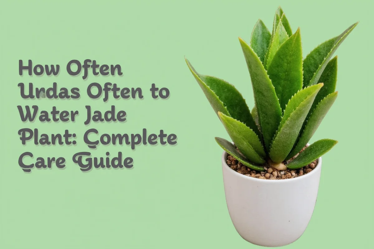 How Often to Water Jade Plant: Complete Care Guide