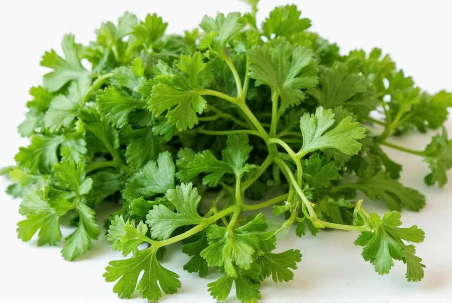 Spanish for Coriander: Cilantro Explained Simply