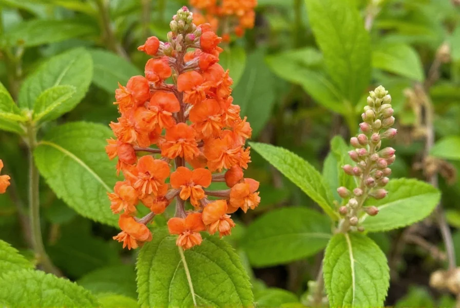 TY Ginger Explained: Young Ginger Uses & Cooking Guide