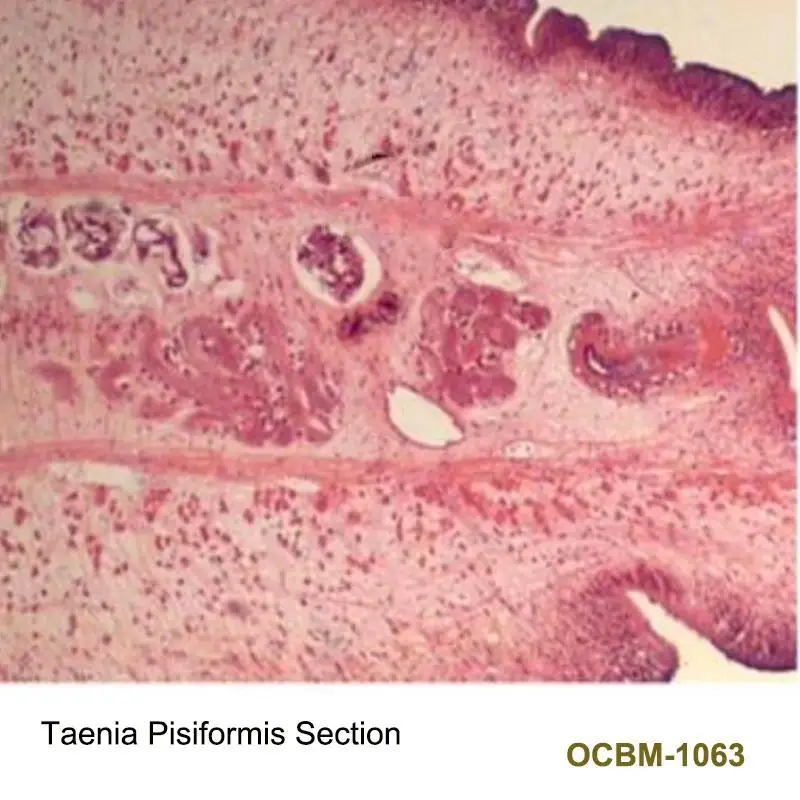 Taenia Pisiformis Section Prepared Microscope Slide. - Buy Biology ...