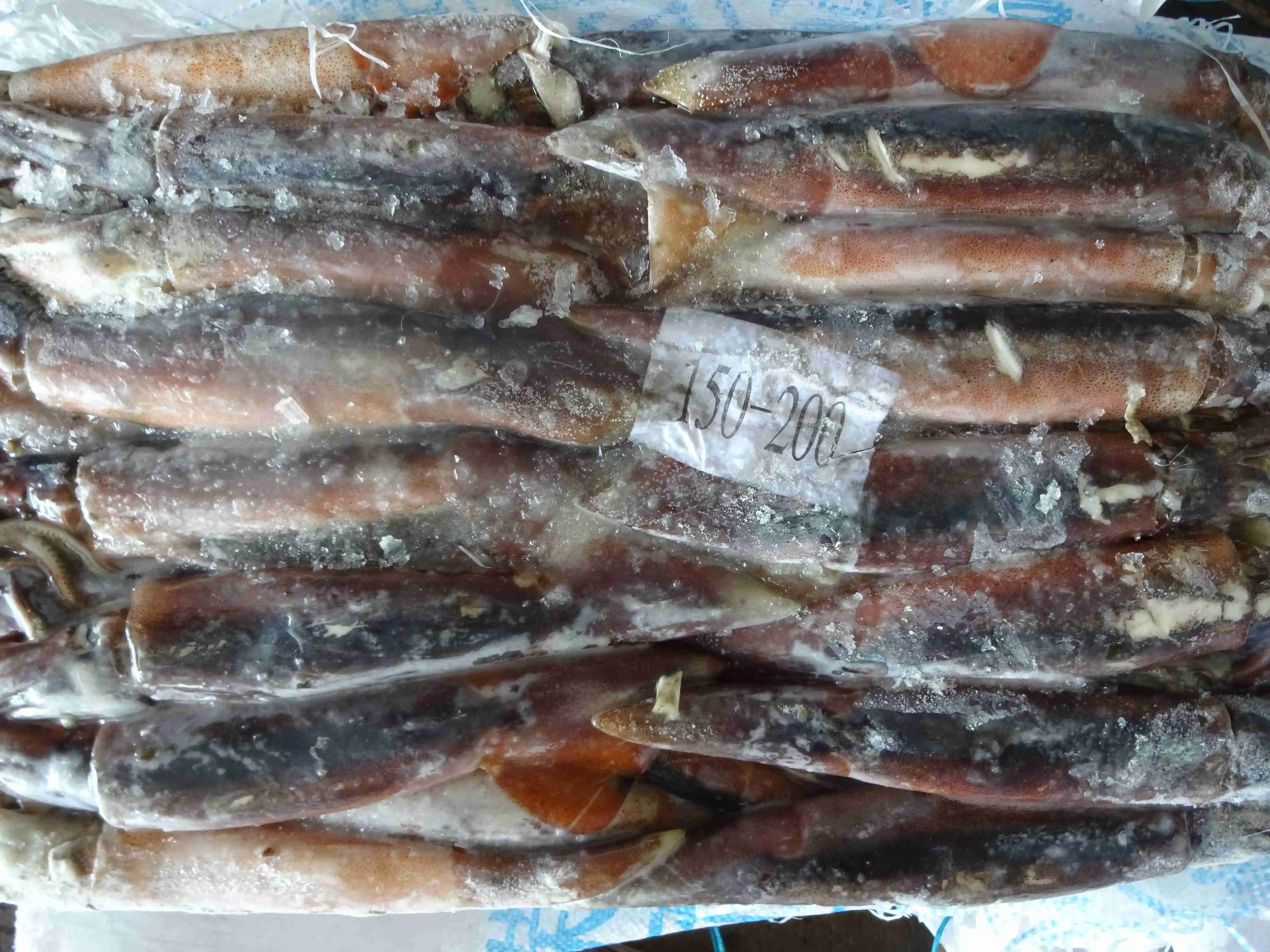 New Arrival Frozen Squid Chocolate Illex Argentina Squid - Buy ...