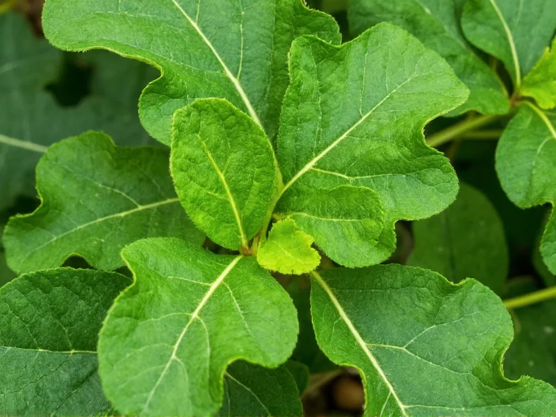 Fig Plant Appearance: Visual Guide to Identifying Ficus carica