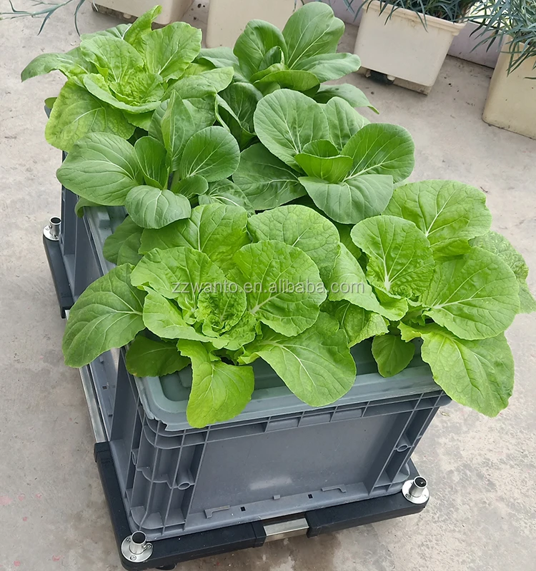 Low Cost Aeroponics System for Efficient Plant Growth