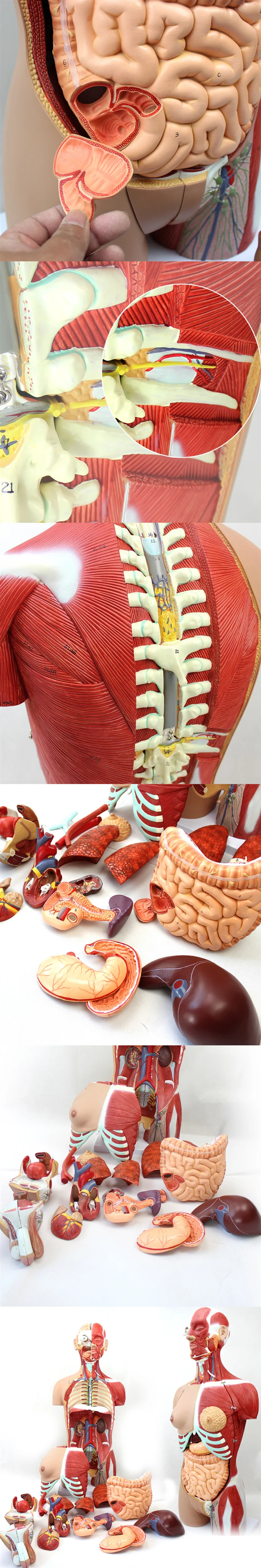 Human Body Torso Anatomical Model - Educational Tool