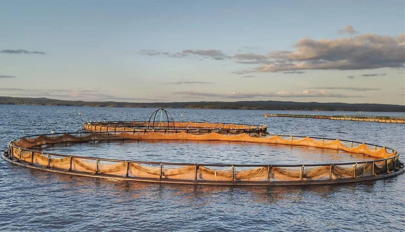Popular HDPE Fish Farming Cages - Durable Floating Solutions